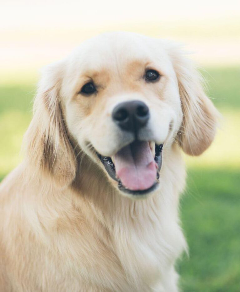 New Client Promotions | Ansonia Veterinary Hospital Westfield & Seymour