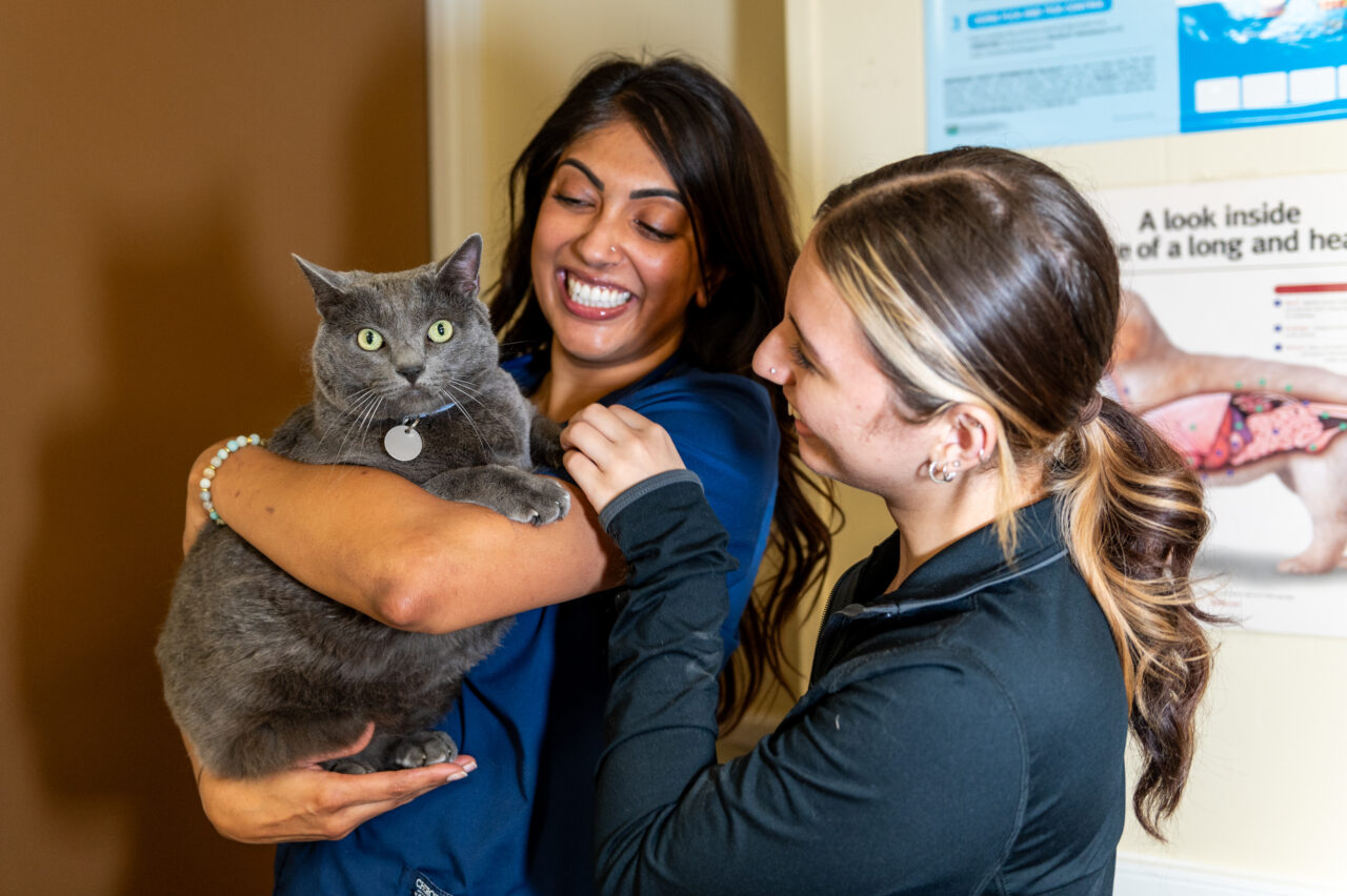 Westfield Location | Ansonia Veterinary Hospital Westfield & Seymour